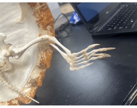Turtle Appendicular Skeleton Quiz