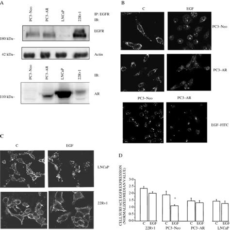 Egfr Internalization In Different Prostate Cancer Cell Lines Panel A