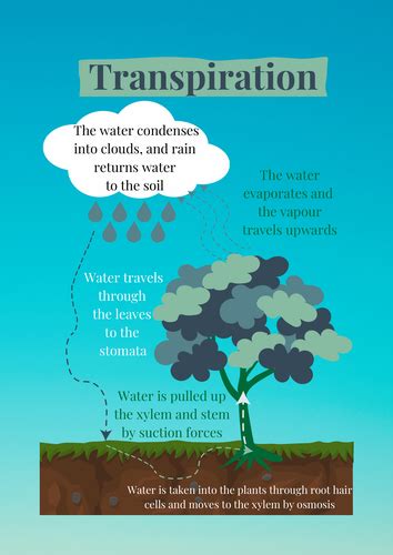 Transpiration Poster Teaching Resources