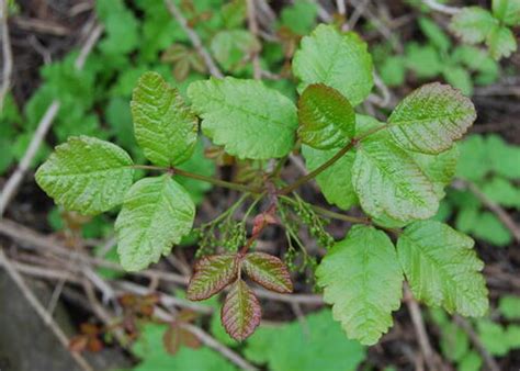 Poison Oak Identification And Rash Treatment The Old Farmers Almanac