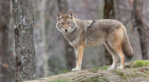 Coyotes Canis Latrans Habitats Species And Facts Agric4profits