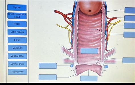 Answered Hymen Greater Vestibular Gland Rugae Labia Minora Fornix
