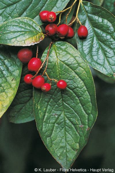 Cotoneaster Bullatus Bois