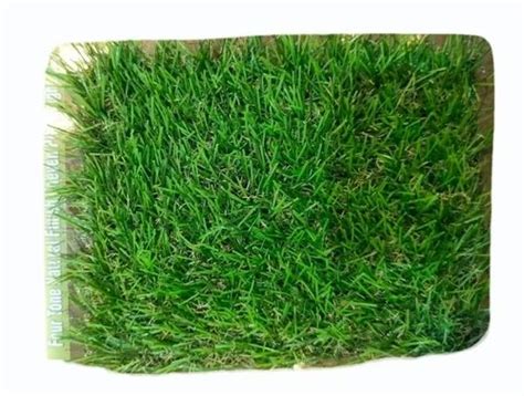 Pvc Four Tone Natural Finish Uneven Artificial Grass For Garden At Rs