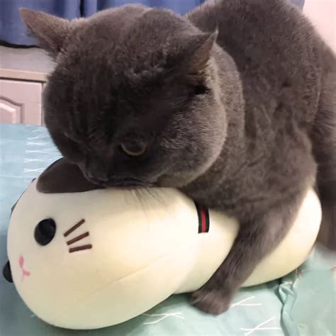 🐱 Caring For Your Cats Physical And Mental Health The Role Of A Cat Sex Toy Humptoys