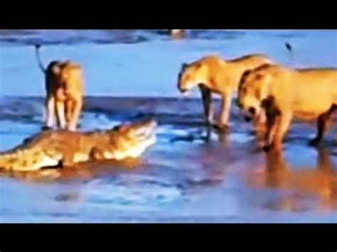 Epic Fight Lions Attack A Crocodile 2 Sets Of Fighting Youtube