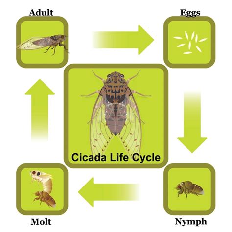 Cicadas 2025 Life Cycle