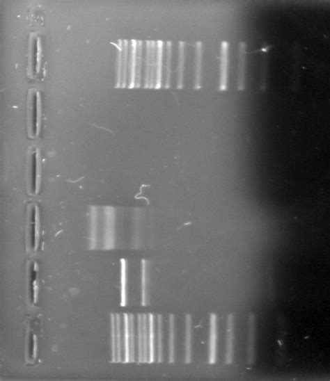 Solved Label The Gel With The Marker Answer Only If Chegg Com