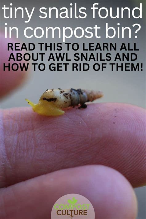 What To Do About The Tiny Snails In Your Compost Awl Snails Explained