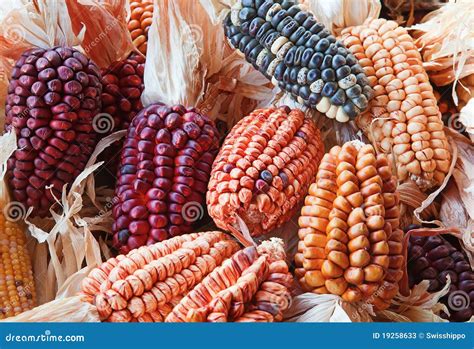 Decorative Corn Stock Image Image Of Orange Cereal 19258633