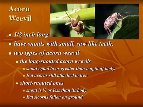 Ppt Life In Side An Acorn Powerpoint Presentation Free Download Id