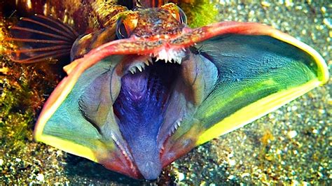 Scariest Fish In The World