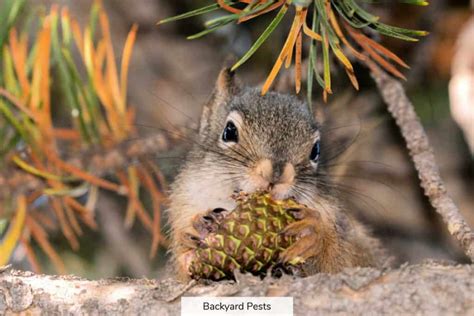 Why Squirrels Cant Stay Away From Pine Cones And What To Do About It Backyard Pests