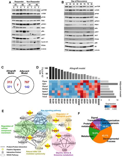 Analysis Of Mk 2206 Response Associated Biomarkers A Protein