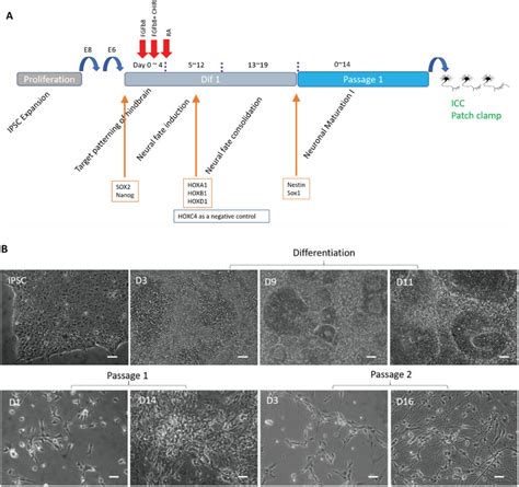 Functional Overdose Model New Study Published In Advanced Biology