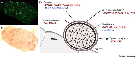 Plasmodium Oocysts Overlooked Targets Of Mosquito Immunity Trends In