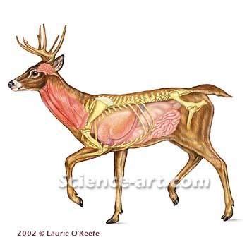 Deer Anatomy For Hunting