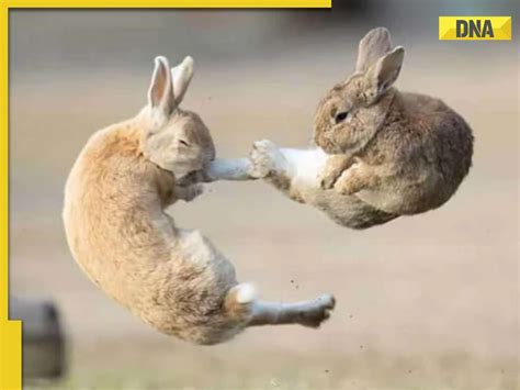 Watch Rabbits Brawl Like Cartoon Characters In Viral Video Internet