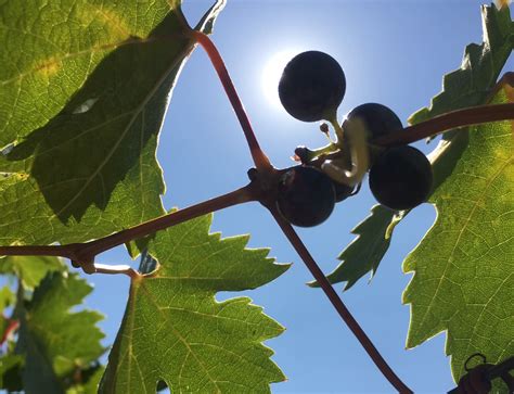 🌓🌑 we captured the eclipse at agua dulce winery