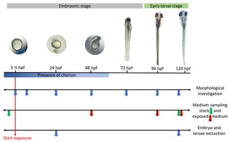 Developmental Toxicity And Biotransformation Of Two Anti Epileptics In