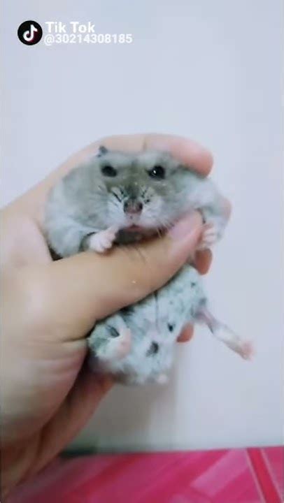 Tik Tok Hamster Youtube