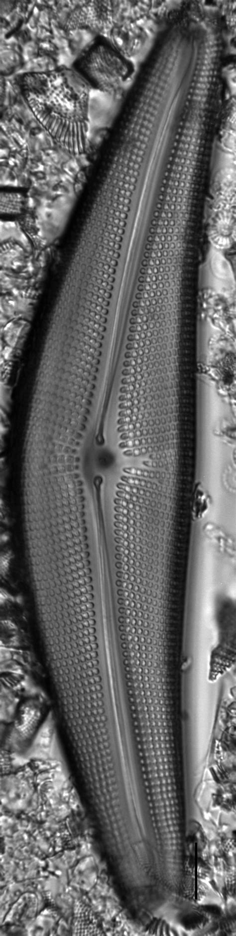 Cymbella Mexicana Species Diatoms Of North America