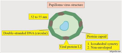 Hpv Virus Structure Structural Research Of Leviviridae Creative