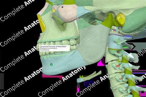 Coronoid Process Of Mandible Right Complete Anatomy