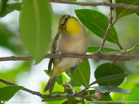 绣眼鸟摄影图鸟类生物世界摄影图库昵图网