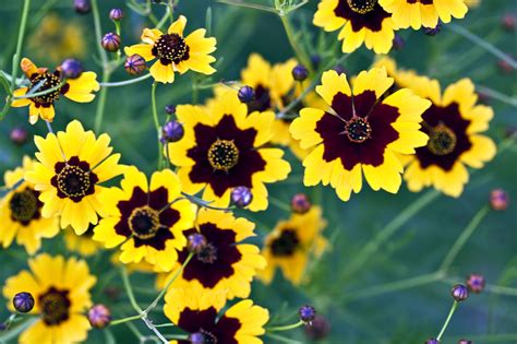 Turnerseed Plains Coreopsis Coreopsis Tinctoria