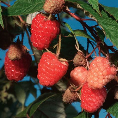 Caroline Red Raspberry Plant Stark Bros