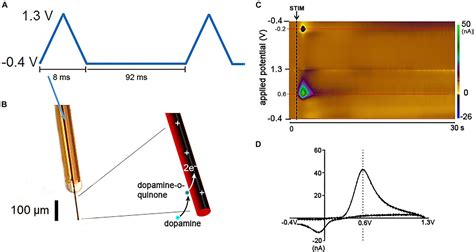 Frontiers Defining A Path Toward The Use Of Fast Scan Cyclic