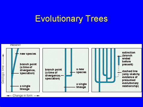 Speciation Lineage