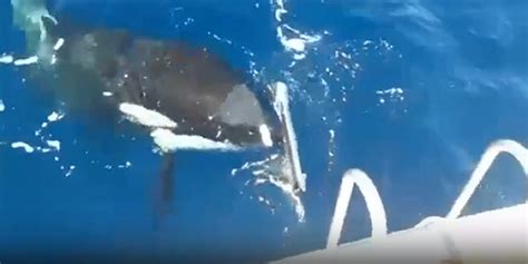 Video Shows Killer Whale Near Spain Biting Rudders Off Boat Fox News