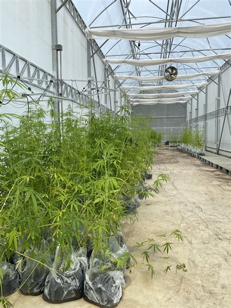 Sex Cannabis Object Detection Dataset By Rajabathburiram