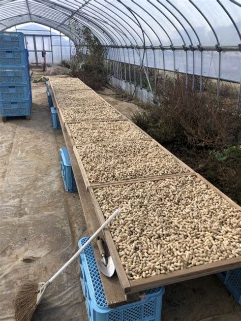 落花生の乾燥を省力化｜獣害、雨の影響、作業量を減らす屋内乾燥 ピーナツ専門店の鈴市