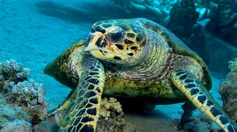 Tortuga Carey Características Hábitat Extinción Cumbre Pueblos