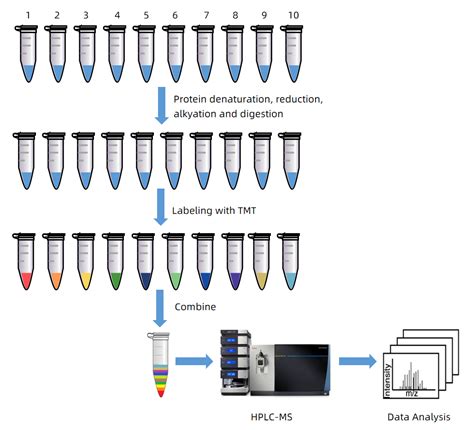 Tmt Quantitative Proteomics Analysis Service Mtoz Biolabs Tmt Quantitative Proteomics Analysis Service Mtoz Biolabs
