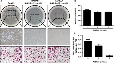 Astilbin Suppresses Osteoclastic Bone Resorption Activity A
