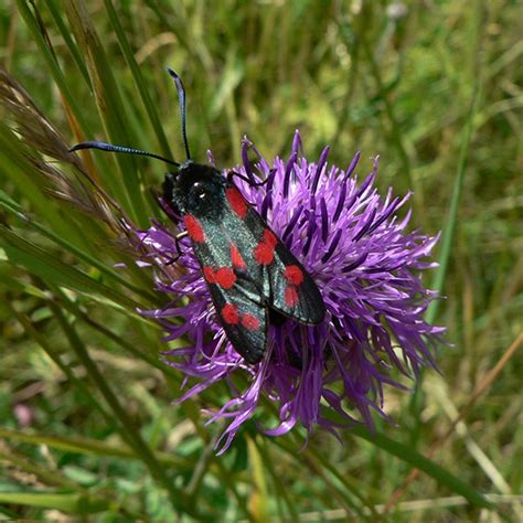 Slu Researcher Pollinator Monitoring Programme In The Eu Must Start Immediately Medarbetarwebben