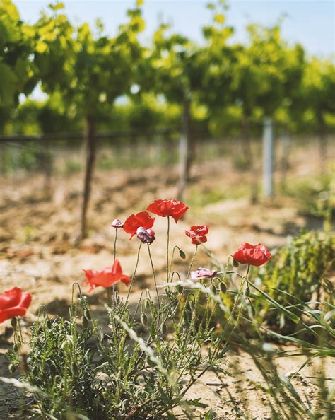 Domaine Auduvins Igp Ardèche Par Des Vignerons Passionnés