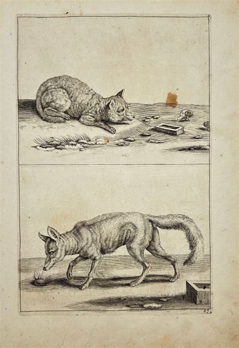 Frederick De Wit Lumen Picturae Fox Vulpes 1705 Auction Online Catawiki