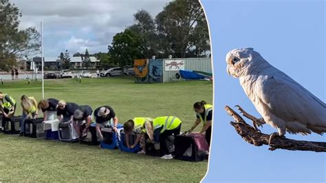 Corella Release Newy New Fm