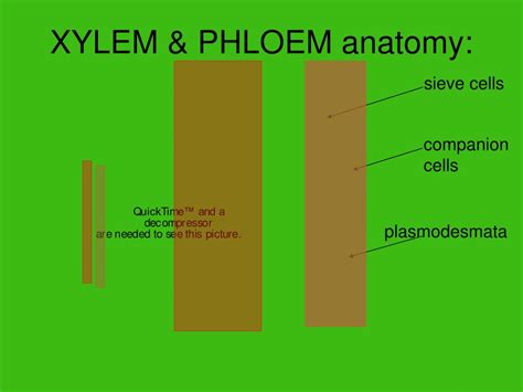 Ppt Transport In Plants Powerpoint Presentation Free Download Id 6966567