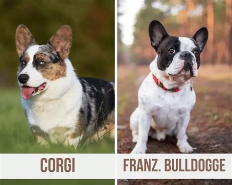 Corgi Mix Die 16 Beliebtesten Corgi Mischlinge