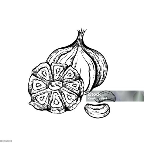 스케치 마늘 그림 건강을 위한 항균 제품 요리에 유용한 조미료 천연 향신료 벡터 조각 요소 마늘에 대한 스톡 벡터 아트 및 기타 이미지 Istock