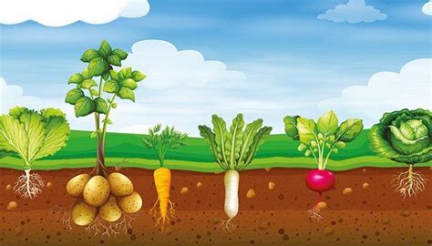 Reproducción Asexual De Las Plantas Agriculture Plant Lessons