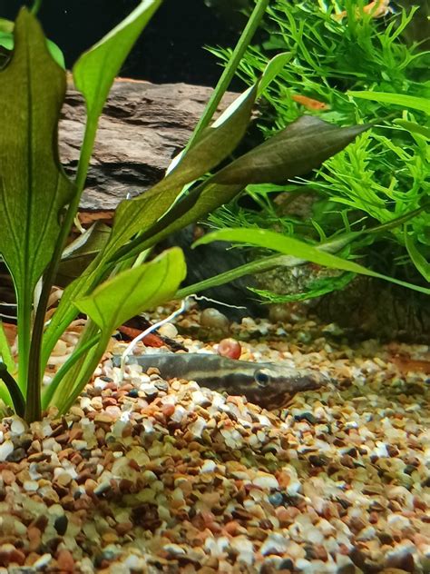 Dwarf Redtail Eel Photos Videos And Journals Aquarium Co Op Forum