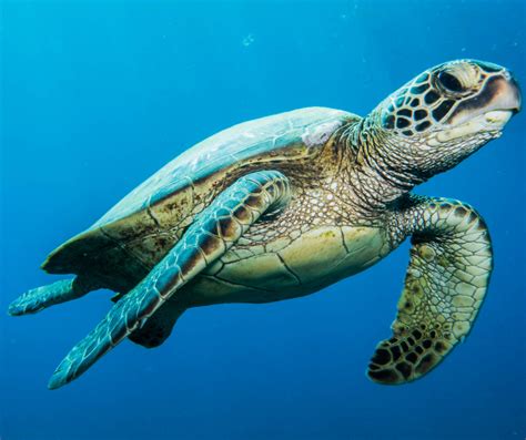10 Aquatic Animals Youll Encounter In Grand Cayman