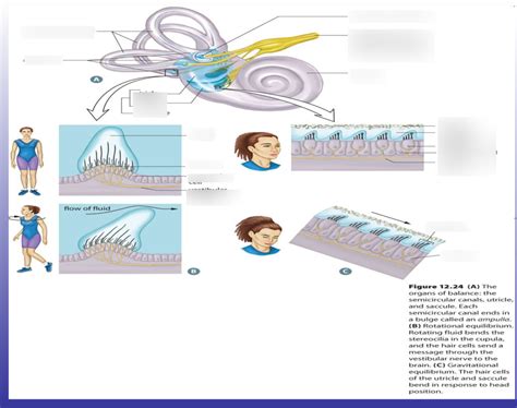 Otolith Organs And Semicircular Canals
